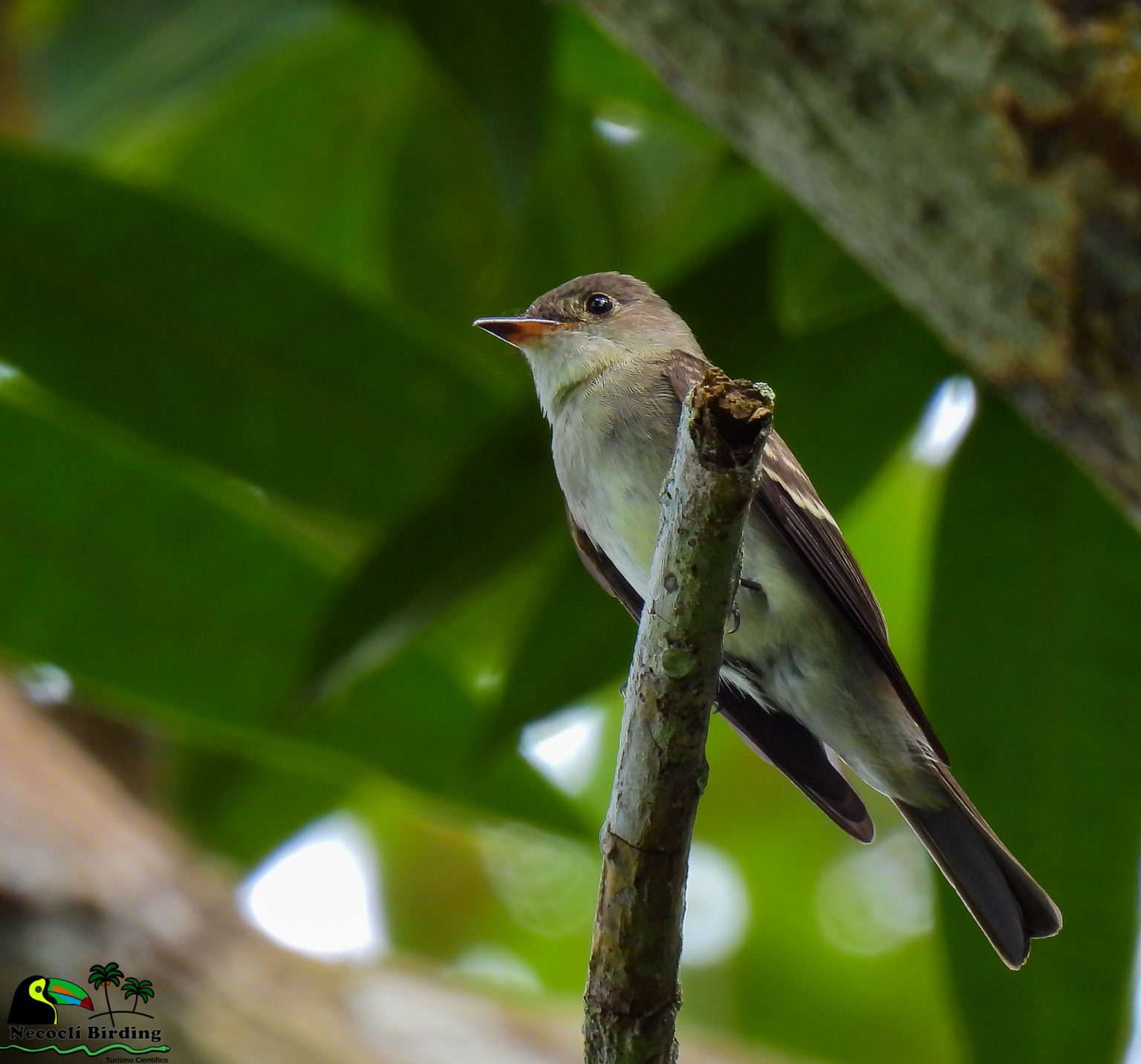 Necoclí - Puebliando por Antioquia