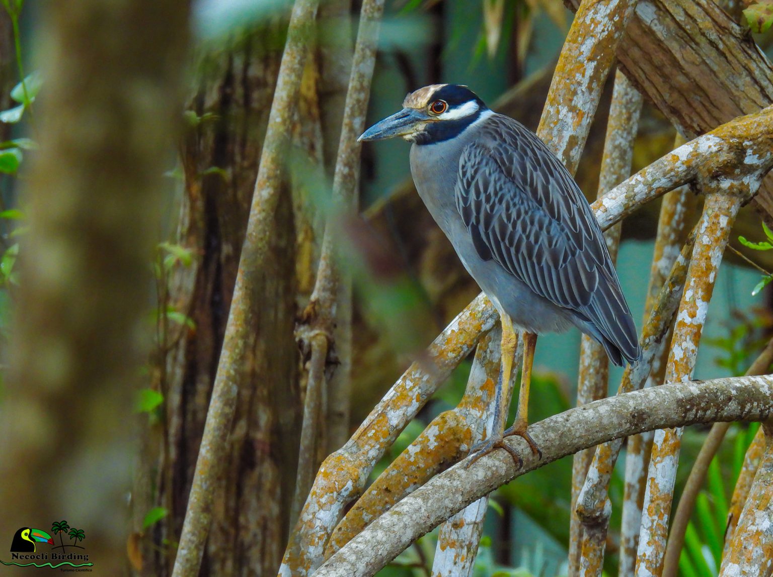 Necoclí - Puebliando por Antioquia