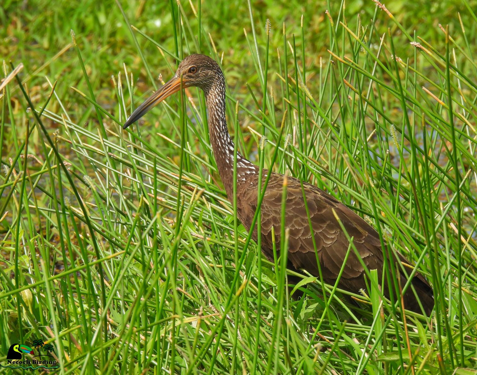 Necoclí - Puebliando por Antioquia