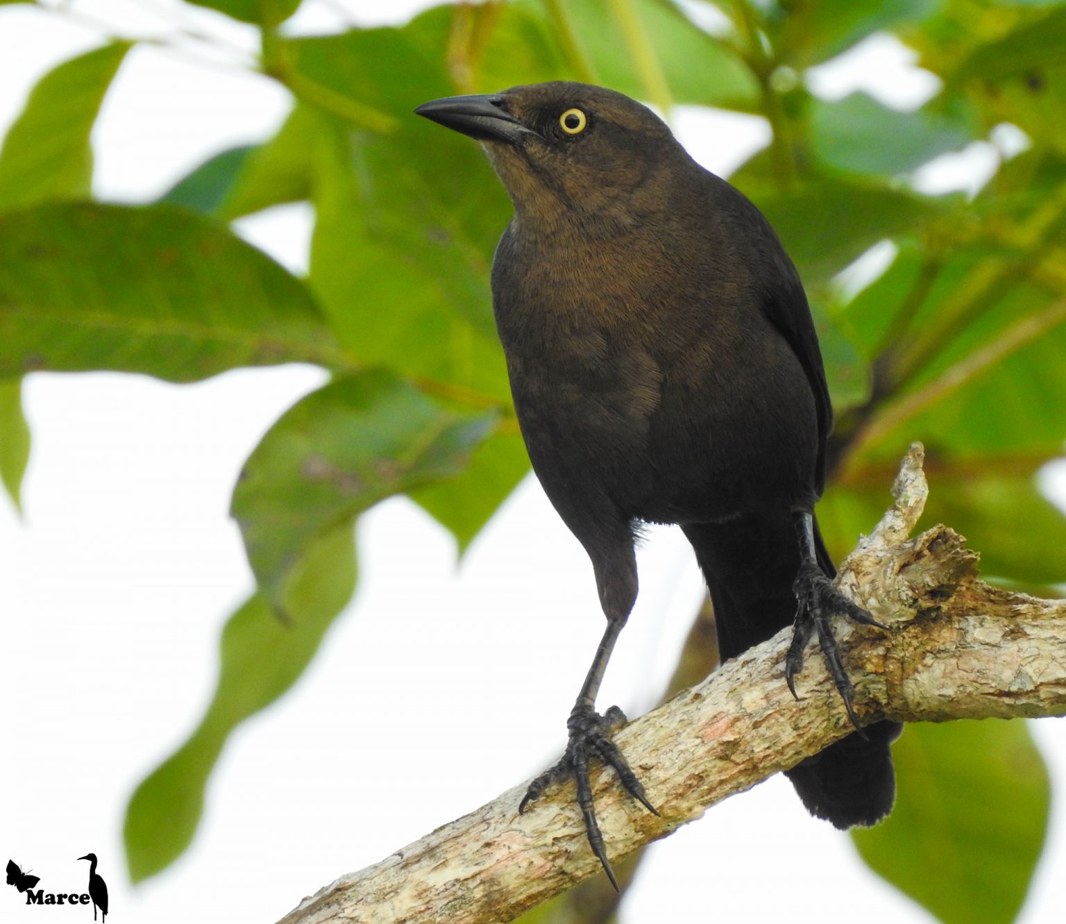 Necoclí - Puebliando por Antioquia